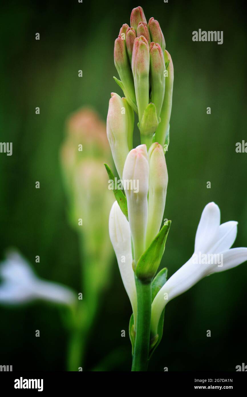 Beautiful tuberose flowers on blurred background Stock Photo - Alamy