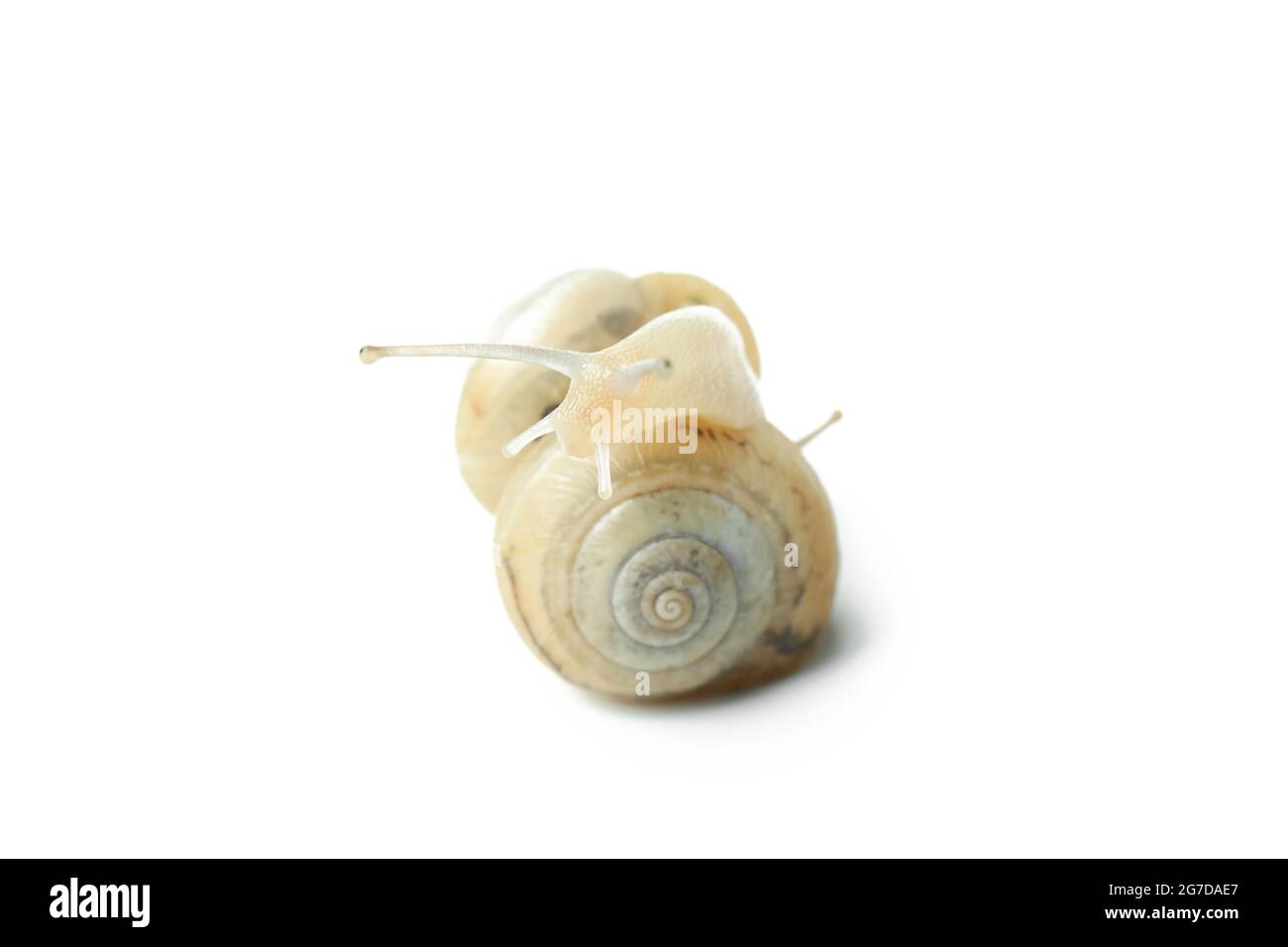 Snails with shell isolated on white background Stock Photo - Alamy