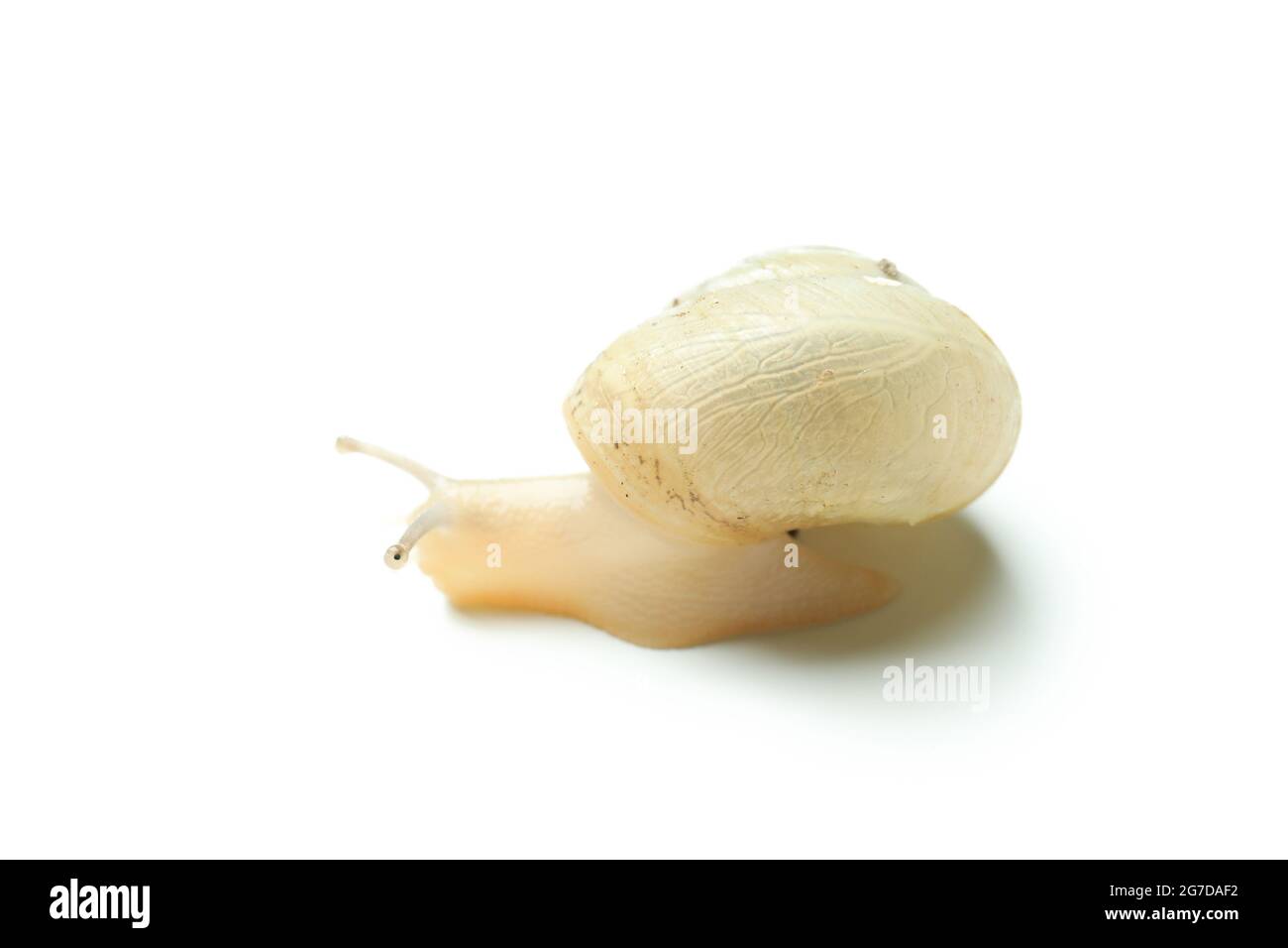 Snail with shell isolated on white background Stock Photo - Alamy