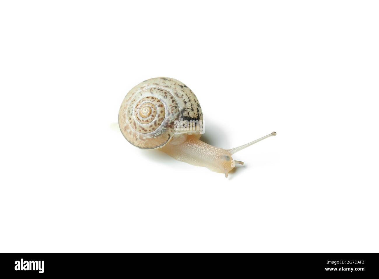 Snail with shell isolated on white background Stock Photo - Alamy