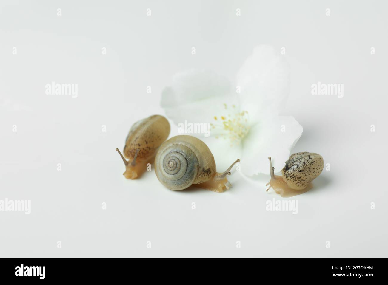Snails with shell and flower on white background Stock Photo - Alamy