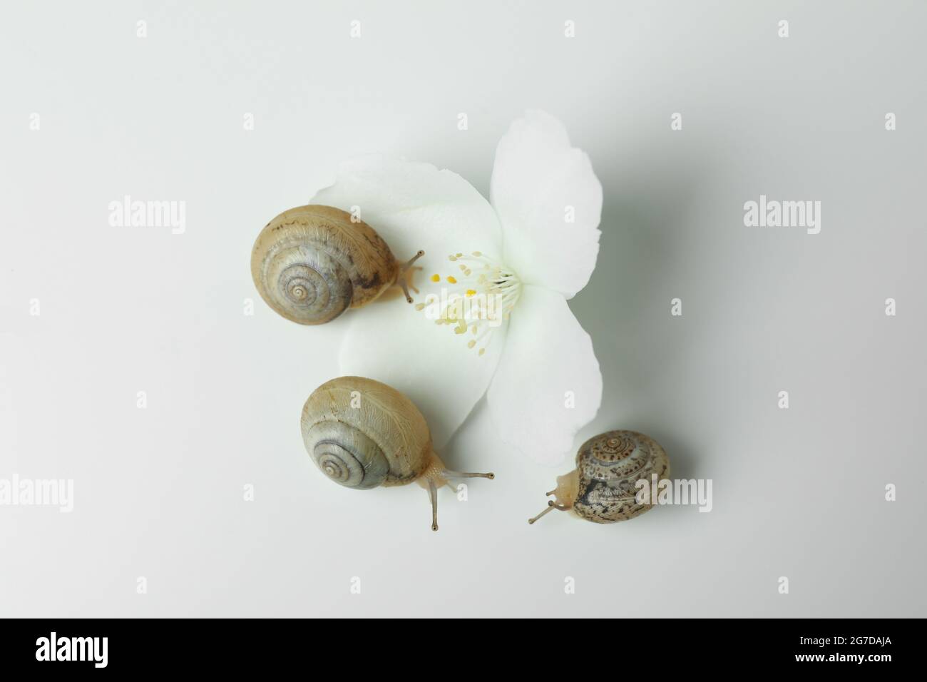 Snails with shell and flower on white background Stock Photo - Alamy