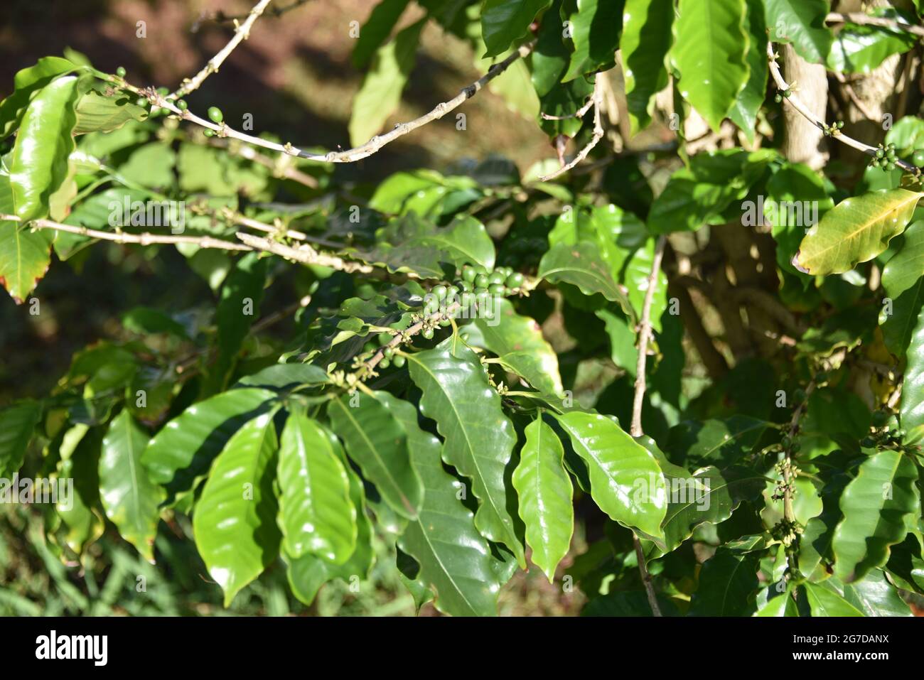 Oahu, HI. U.S.A. 6/2&7/2021. Green World Coffee Farm. Green Farm is a ...