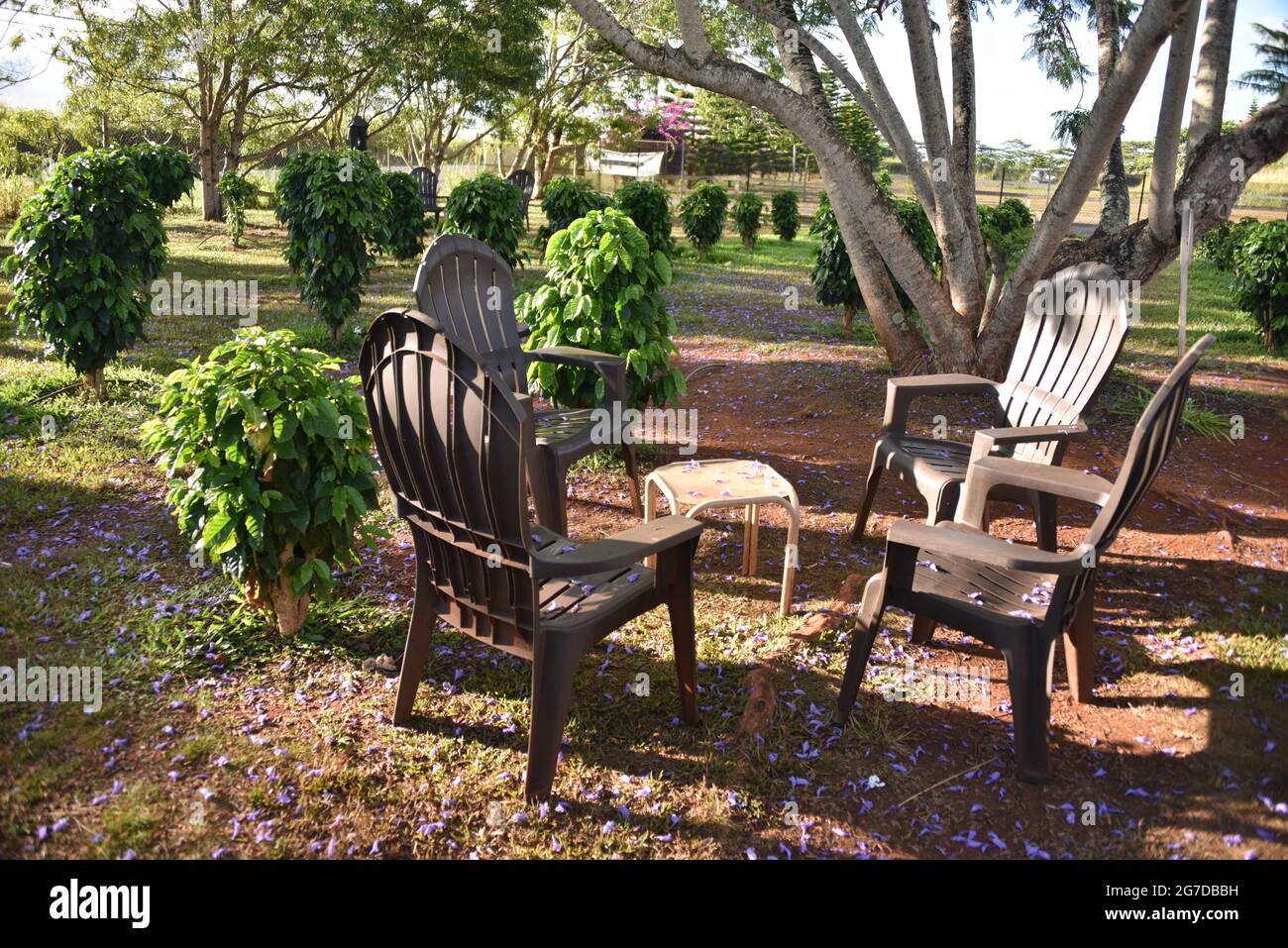 Oahu, HI. U.S.A. 6/2&7/2021. Green World Coffee Farm. Green Farm is a ...