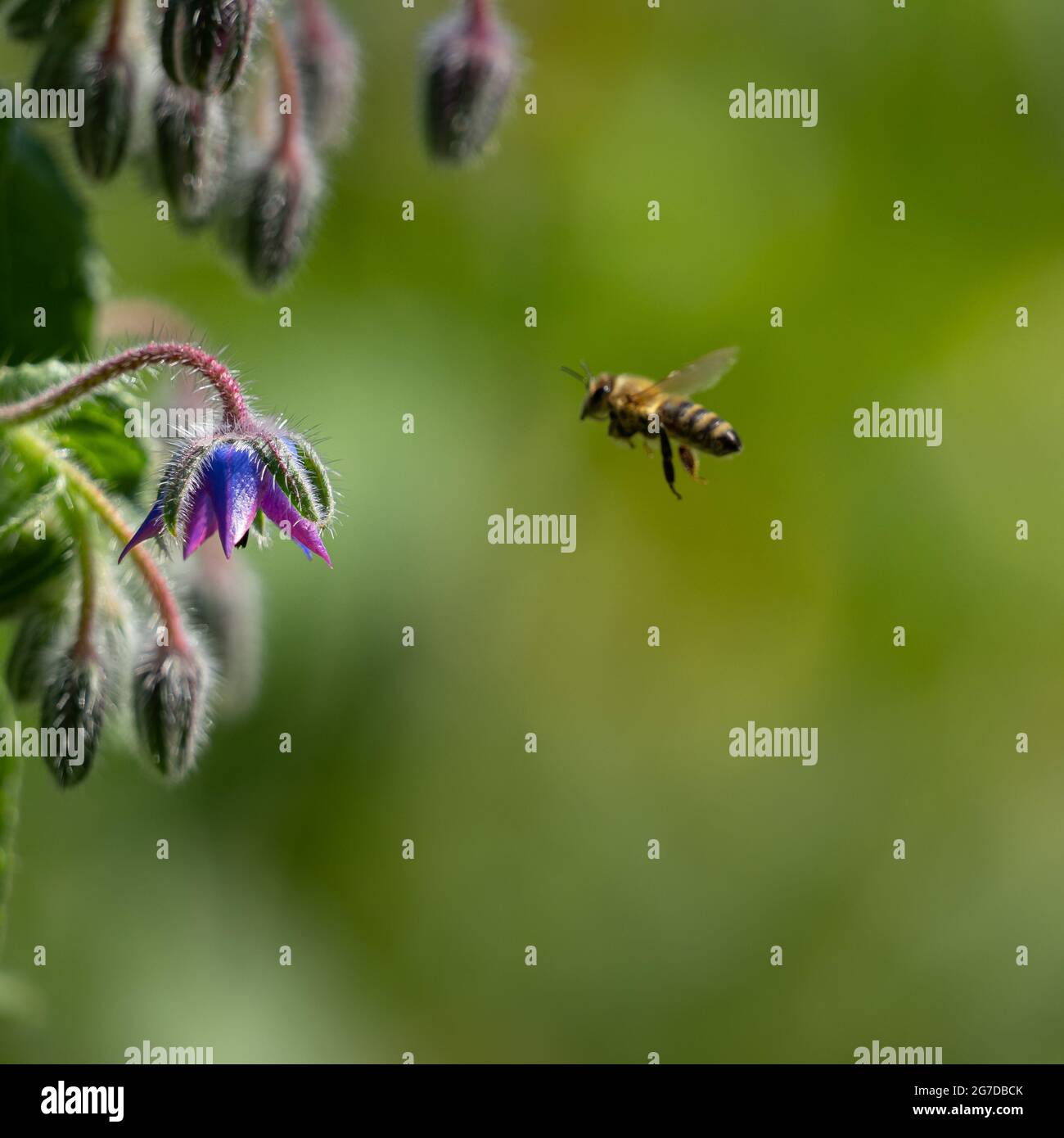 Closeup shot of a bee flying towards the flower Stock Photo - Alamy