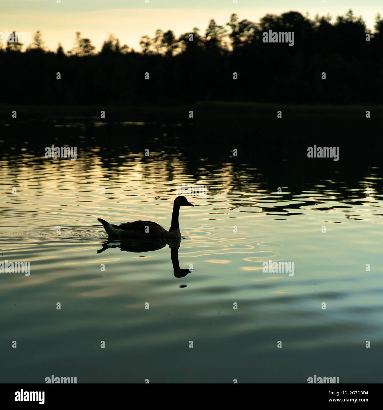 Silhouette single goose swimming hi-res stock photography and images ...