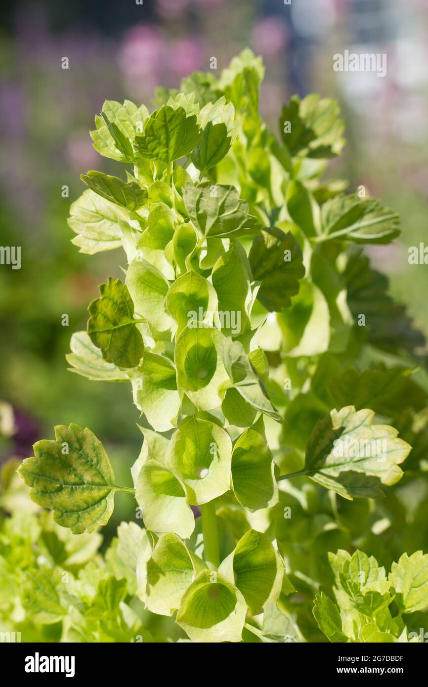 Moluccella laevis hi-res stock photography and images - Alamy