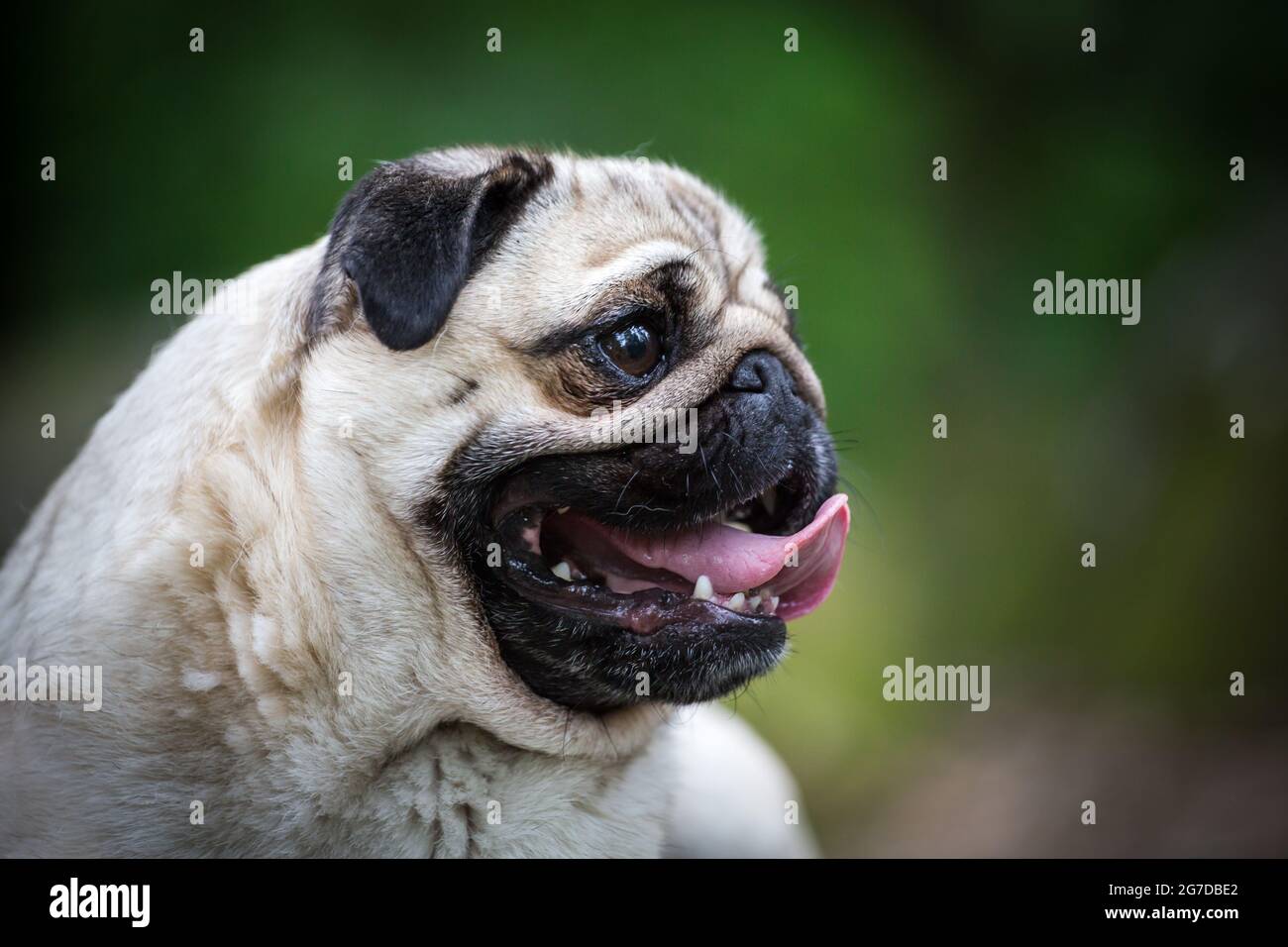 Pug head hi-res stock photography and images - Alamy