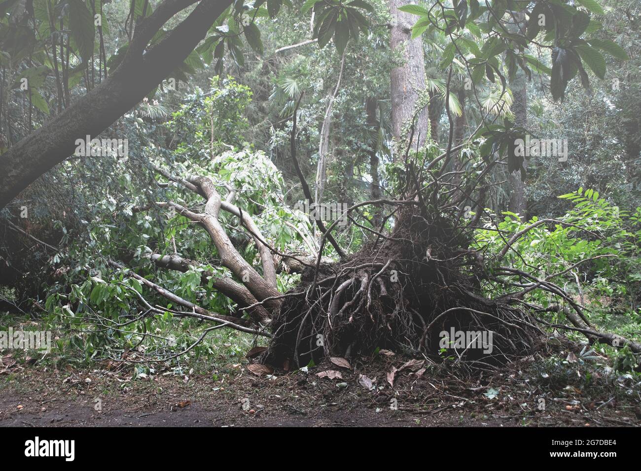An uprooted tree in a forest with haze Stock Photo - Alamy