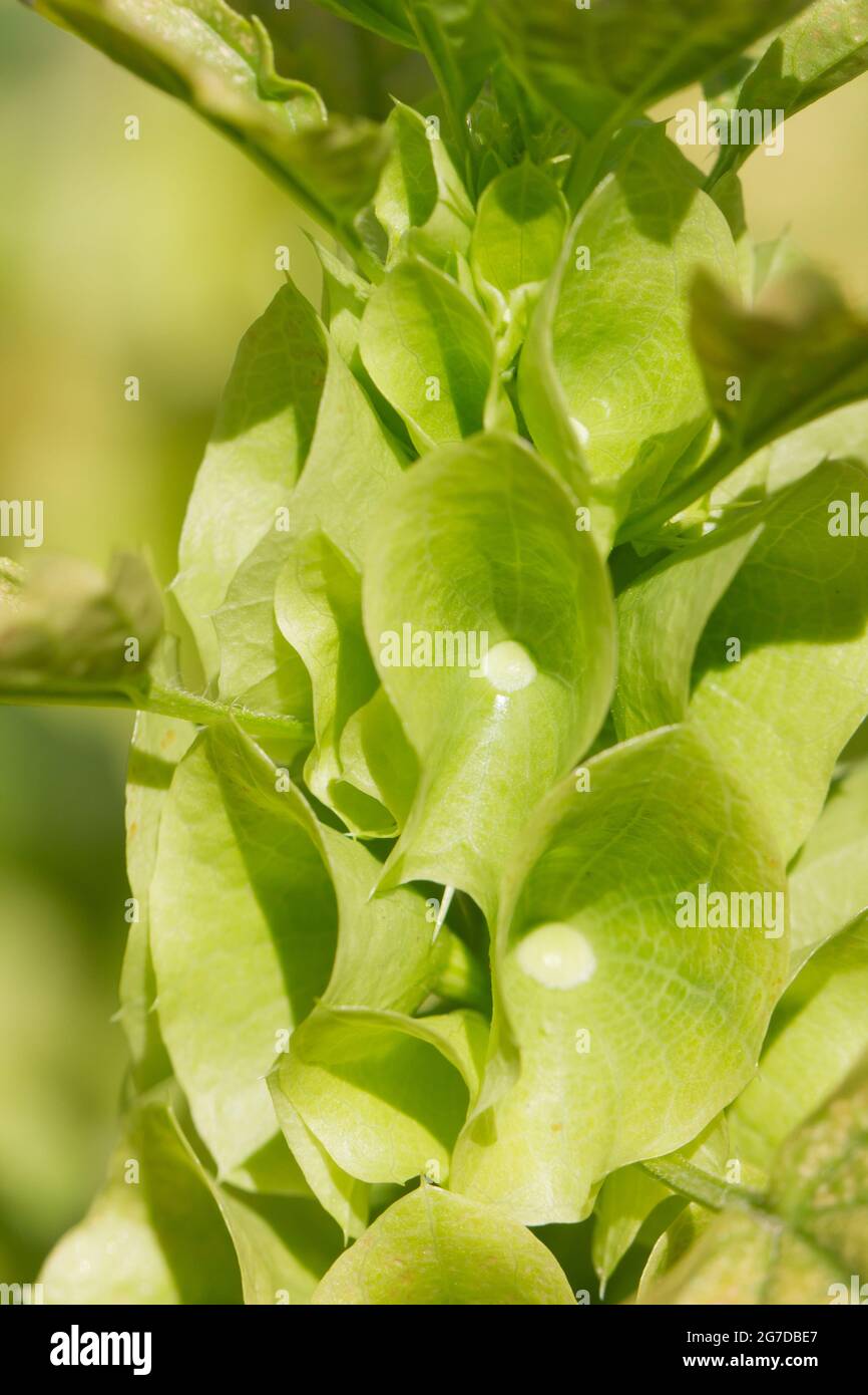 Moluccella hi-res stock photography and images - Alamy