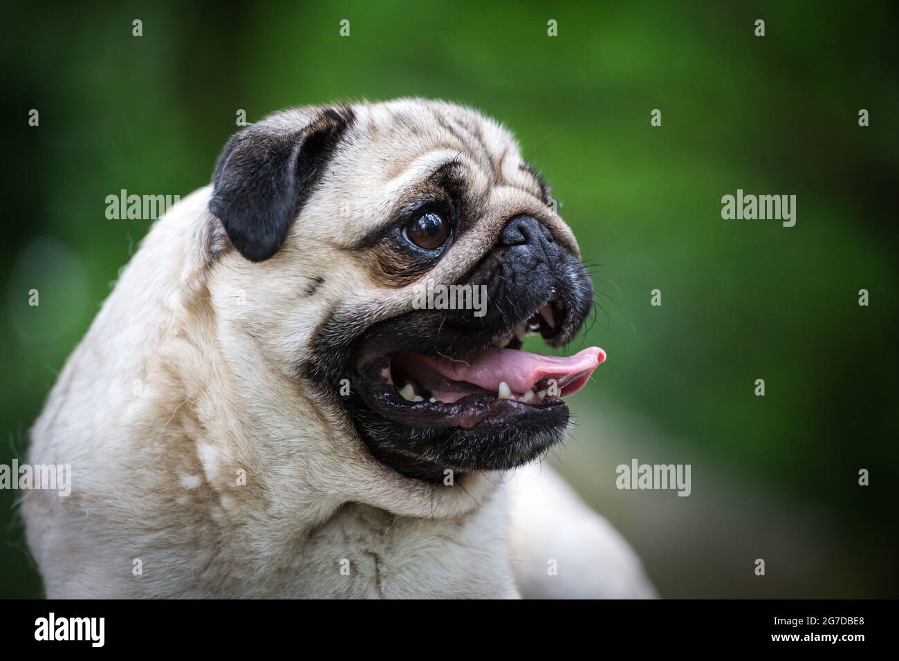 Pug Head High Resolution Stock Photography and Images - Alamy