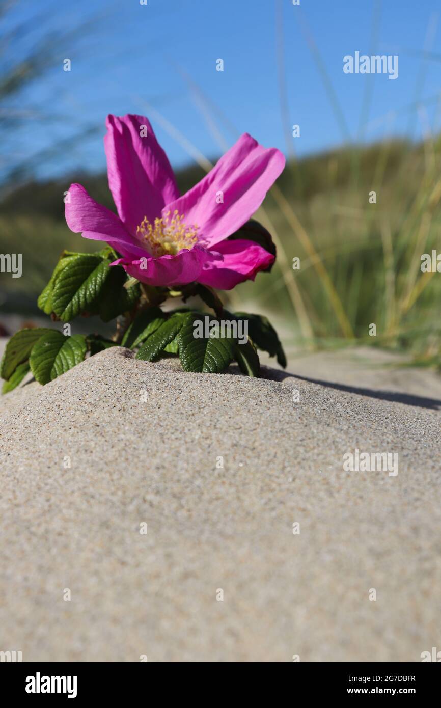 Purple flowers growing on beach hi-res stock photography and images - Alamy