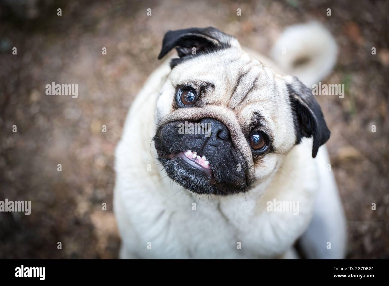 Pug head portrait Stock Photo - Alamy