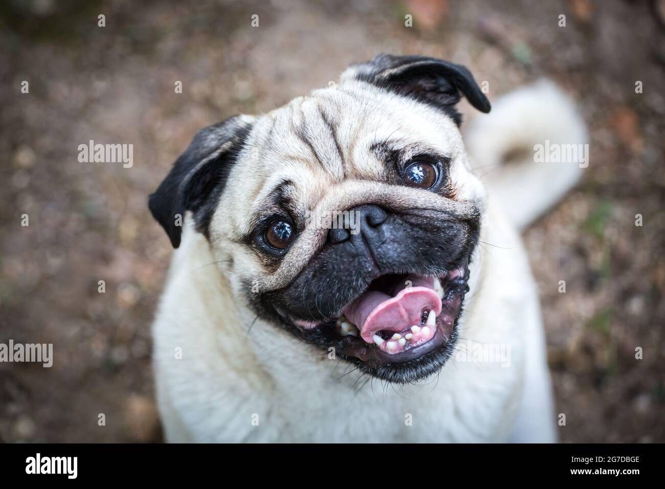 Carlin head hi-res stock photography and images - Alamy