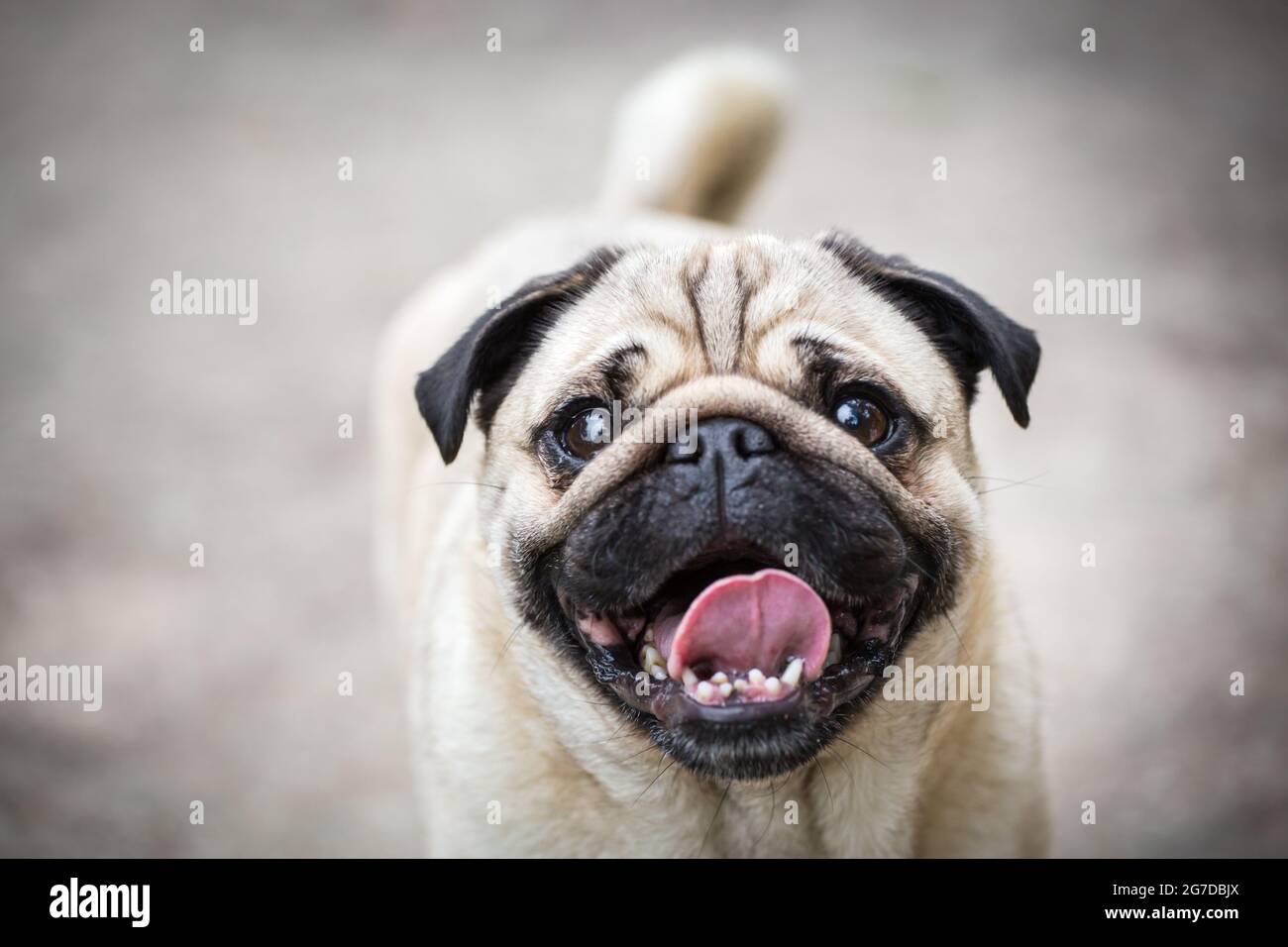 Pug head portrait Stock Photo - Alamy