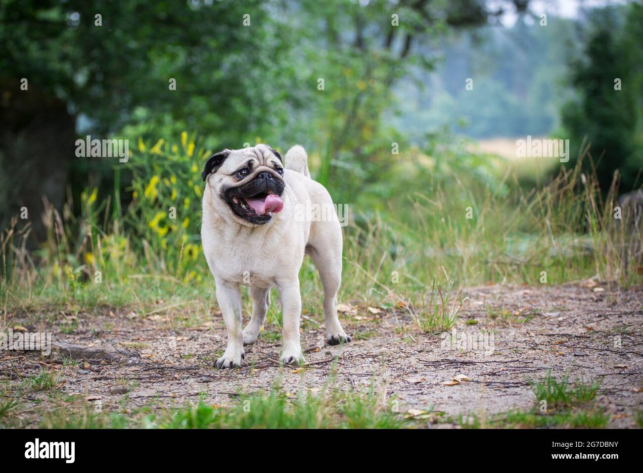 Standing pug portrait hi-res stock photography and images - Alamy