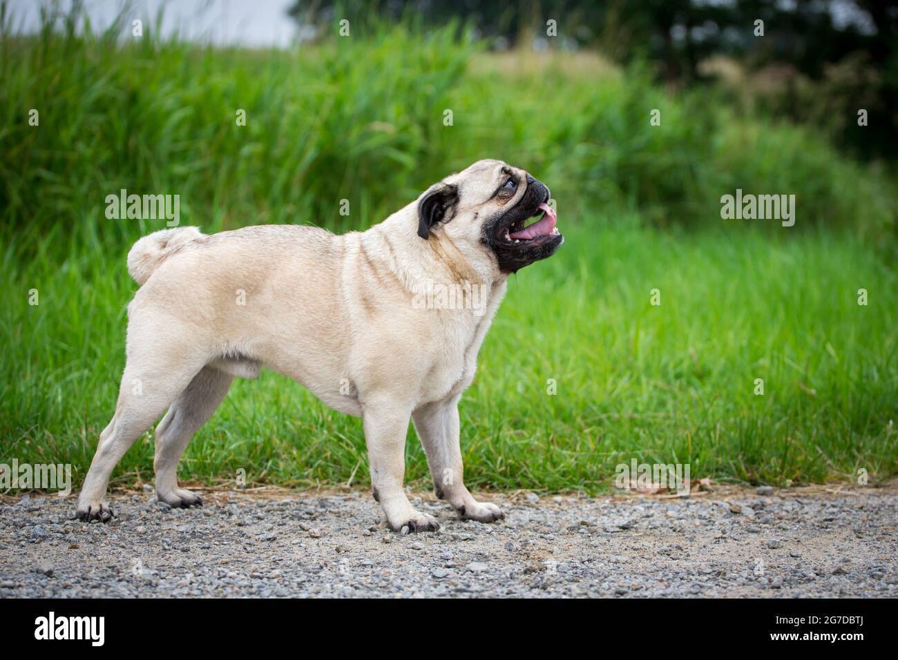 Standing pug portrait hi-res stock photography and images - Alamy