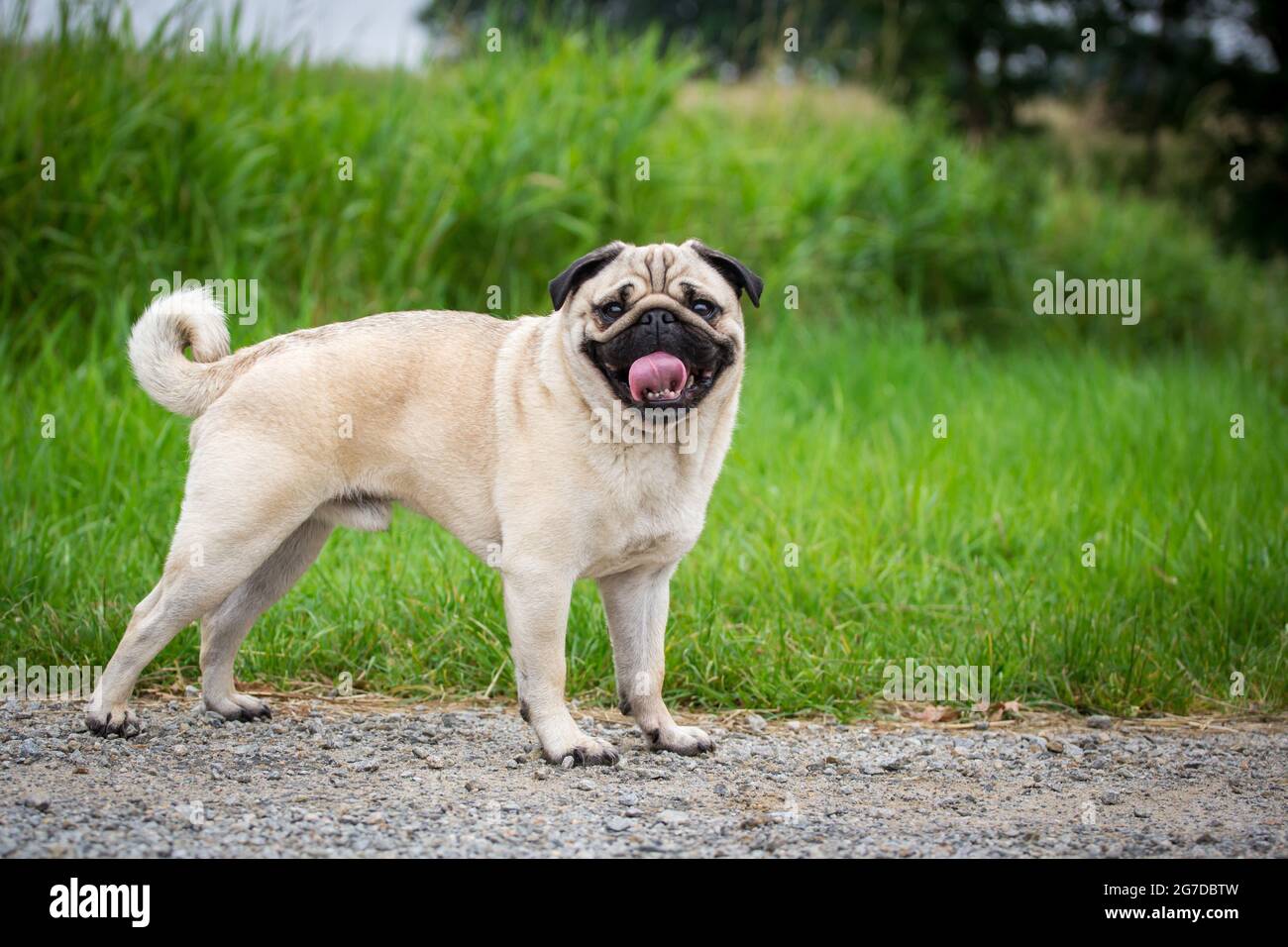 Carlin standing hi-res stock photography and images - Alamy