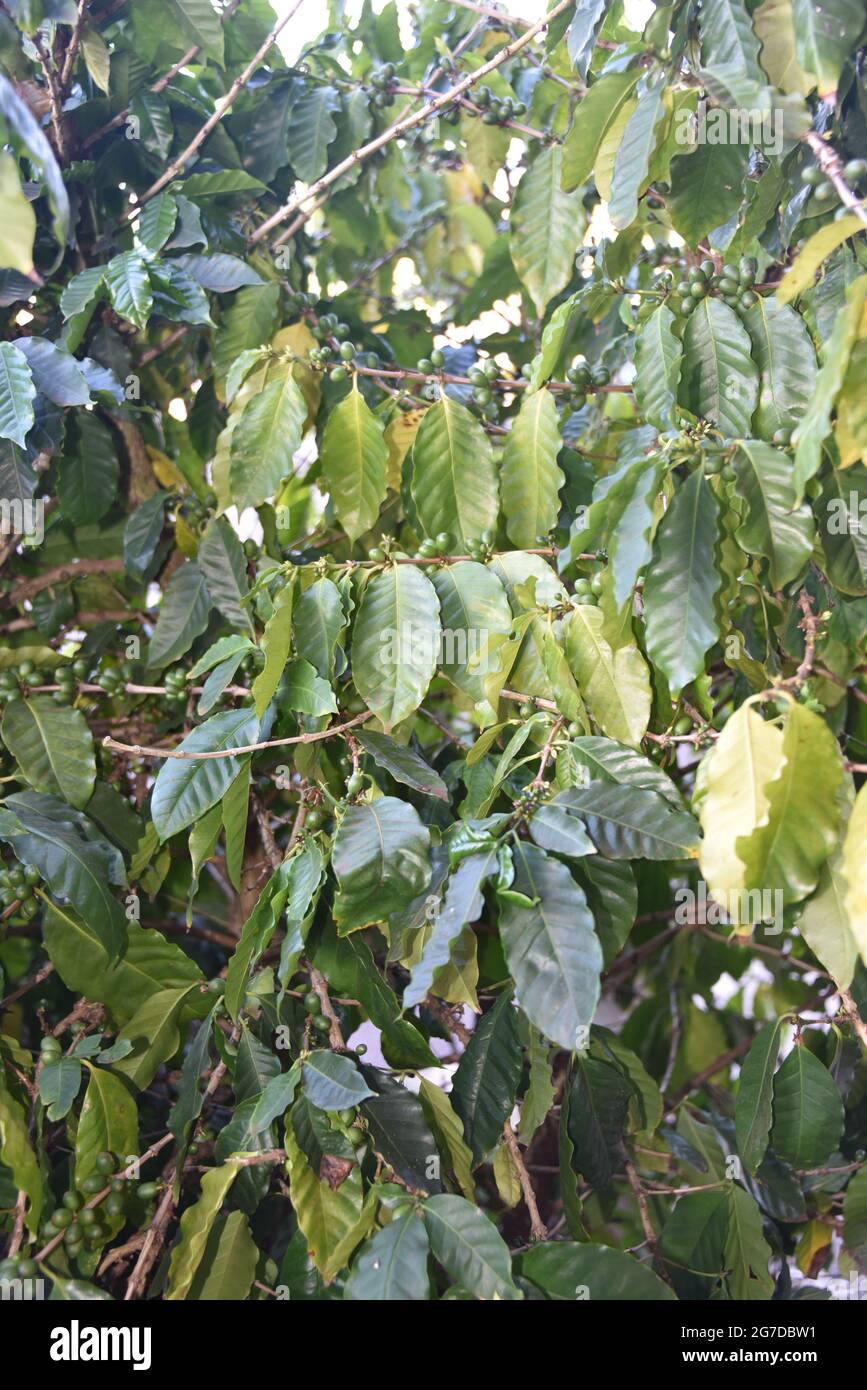 Oahu, HI. U.S.A. 6/2&7/2021. Green World Coffee Farm. Green Farm is a ...