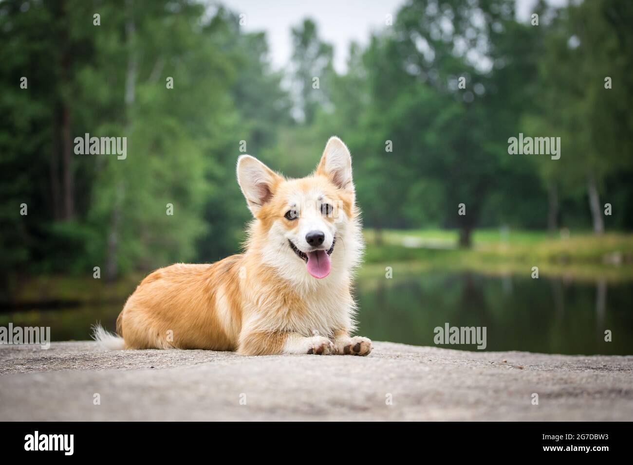 Welsh Corgi lying on a stone Stock Photo - Alamy