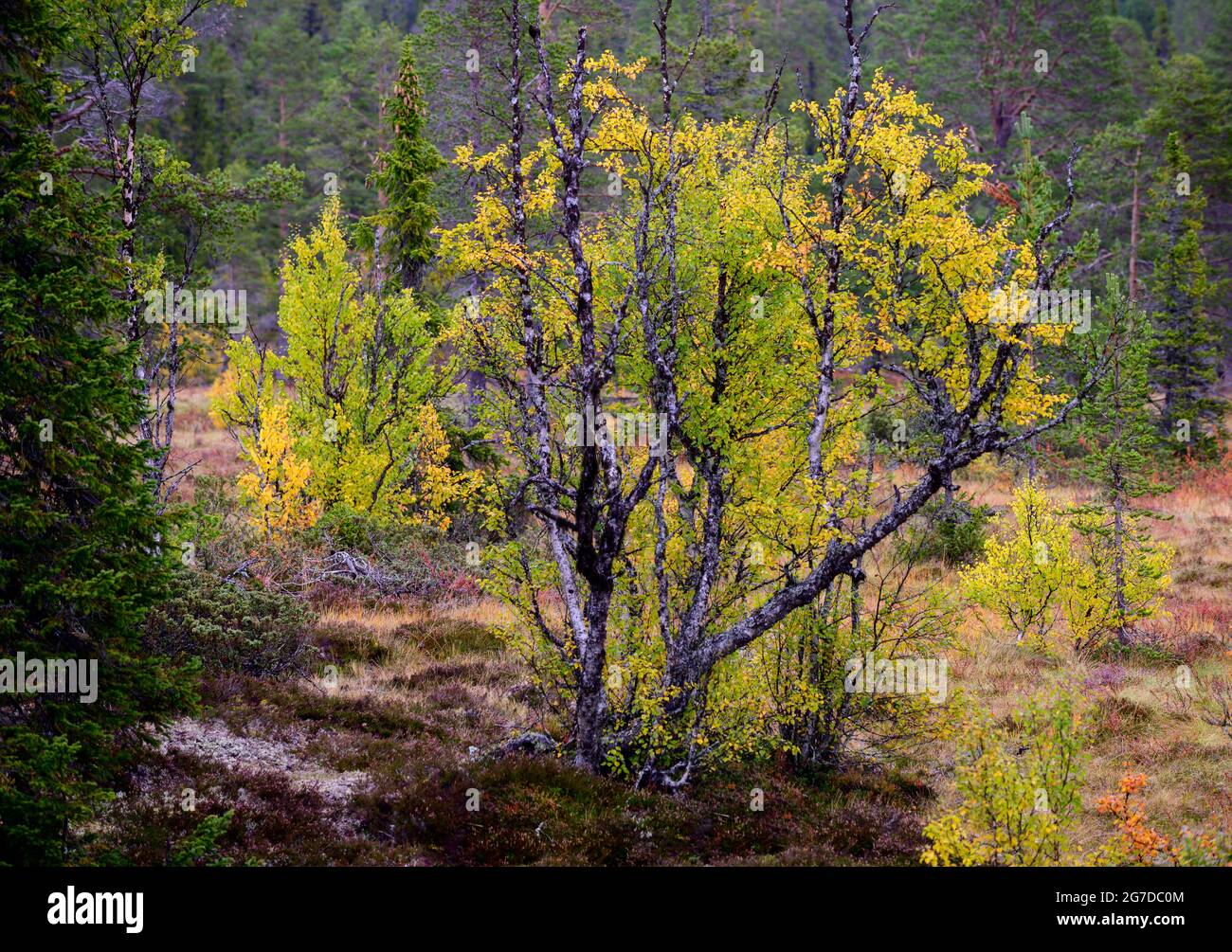 Birch trees with intense yellow fall colours on Ripfjället, Vemdalen ...