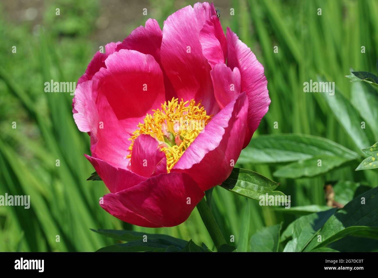 Deep pink single peony, Paeonia species, flower in close up with a ...