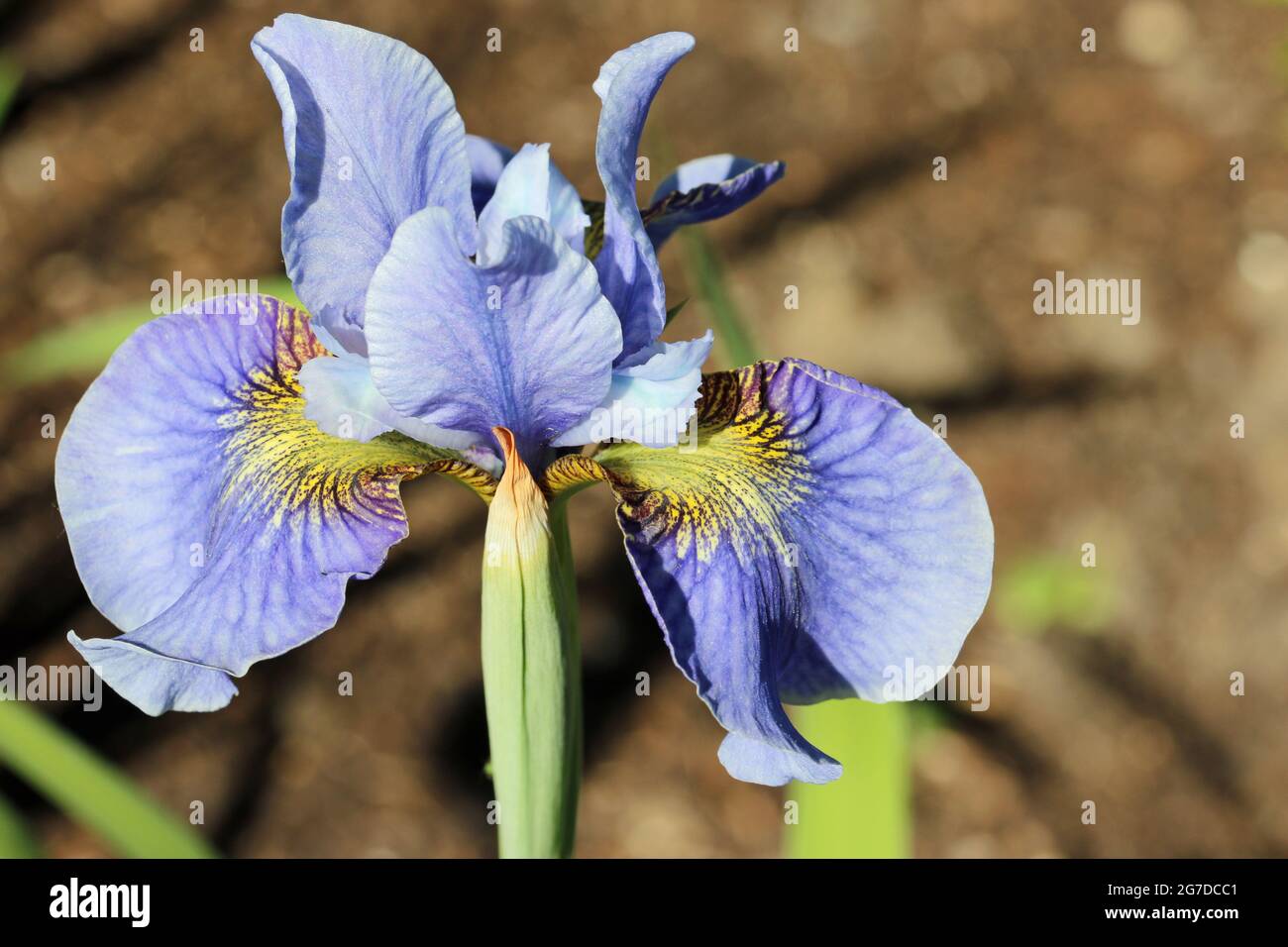 Lilac blue siberian iris, Iris sibirica variety Cambridge, flower in ...