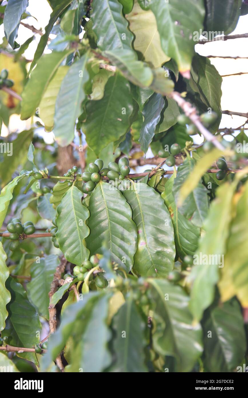Oahu, HI. U.S.A. 6/2&7/2021. Green World Coffee Farm. Green Farm is a ...