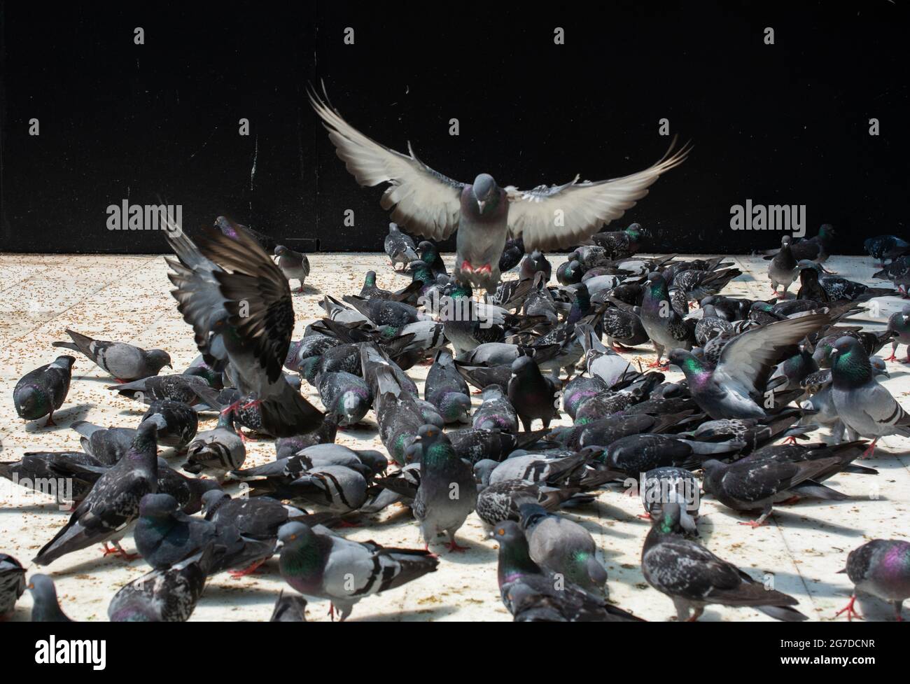 Dove flying over the flock of doves on the land in summer Stock Photo ...