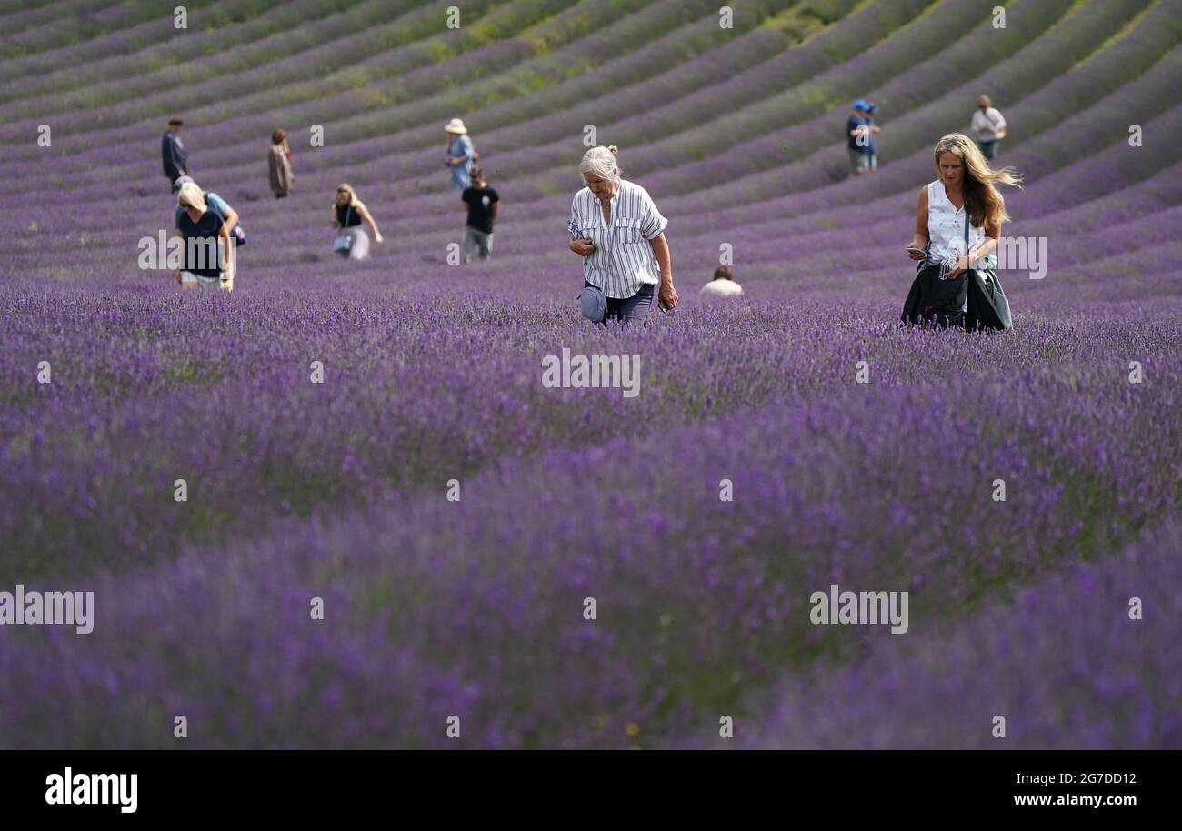 People walk through rows of lavender during the open week which runs ...