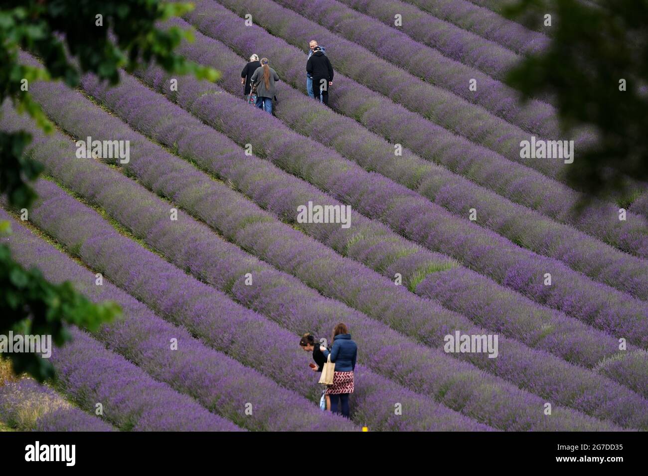 People walk through rows of lavender during the open week which runs ...