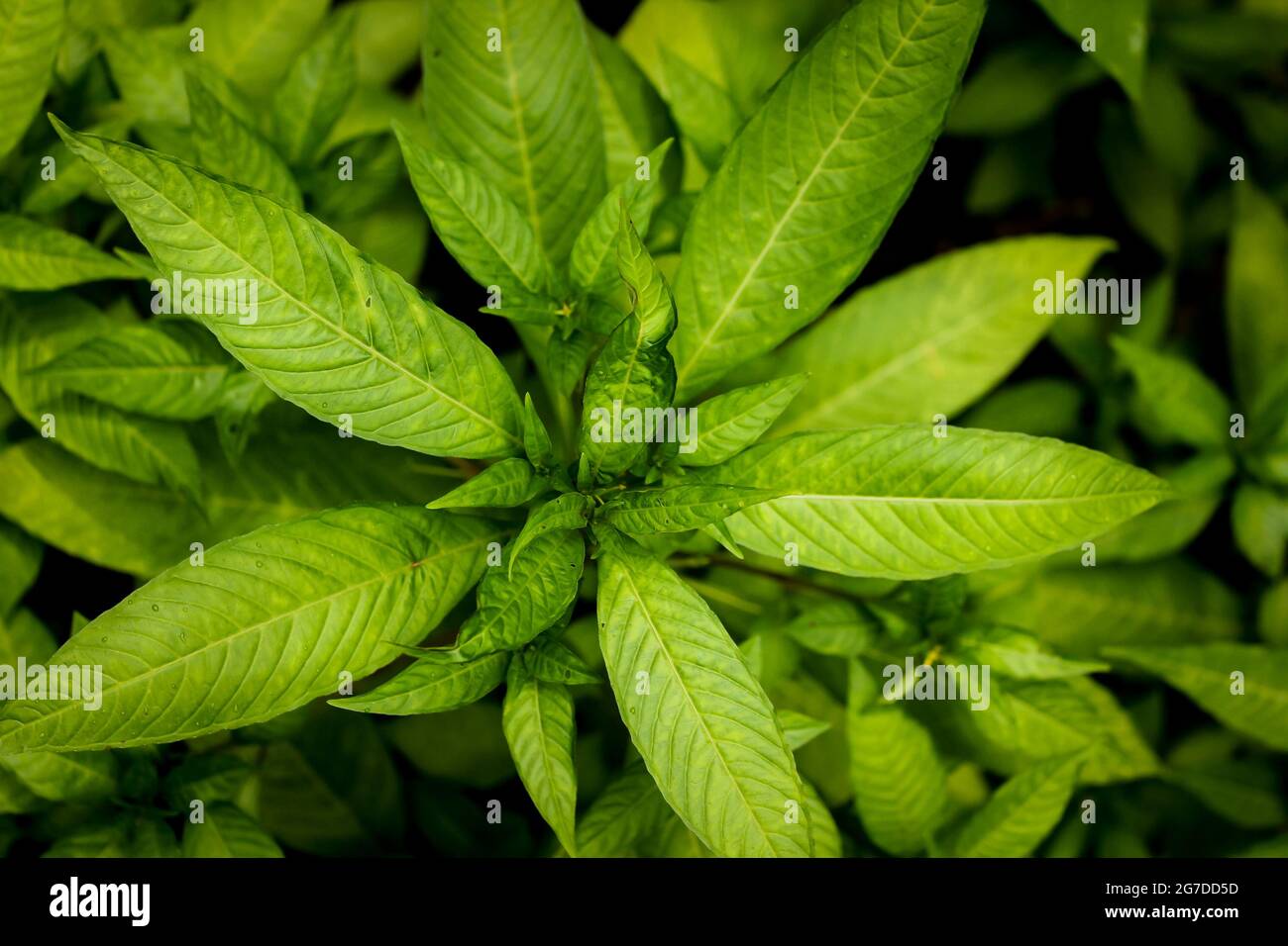 Jute plant hi-res stock photography and images - Alamy
