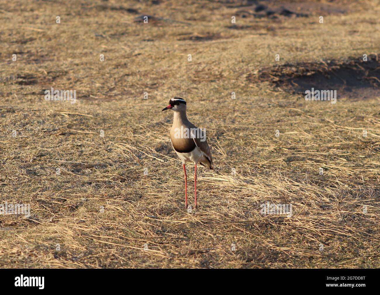 Kiewiet crowned lapwing hi-res stock photography and images - Alamy