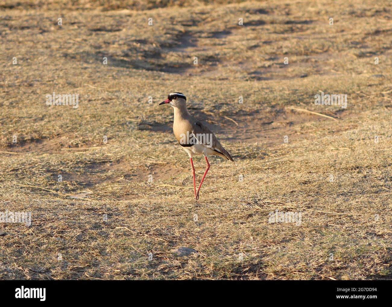 Kiewiet crowned lapwing hi-res stock photography and images - Alamy