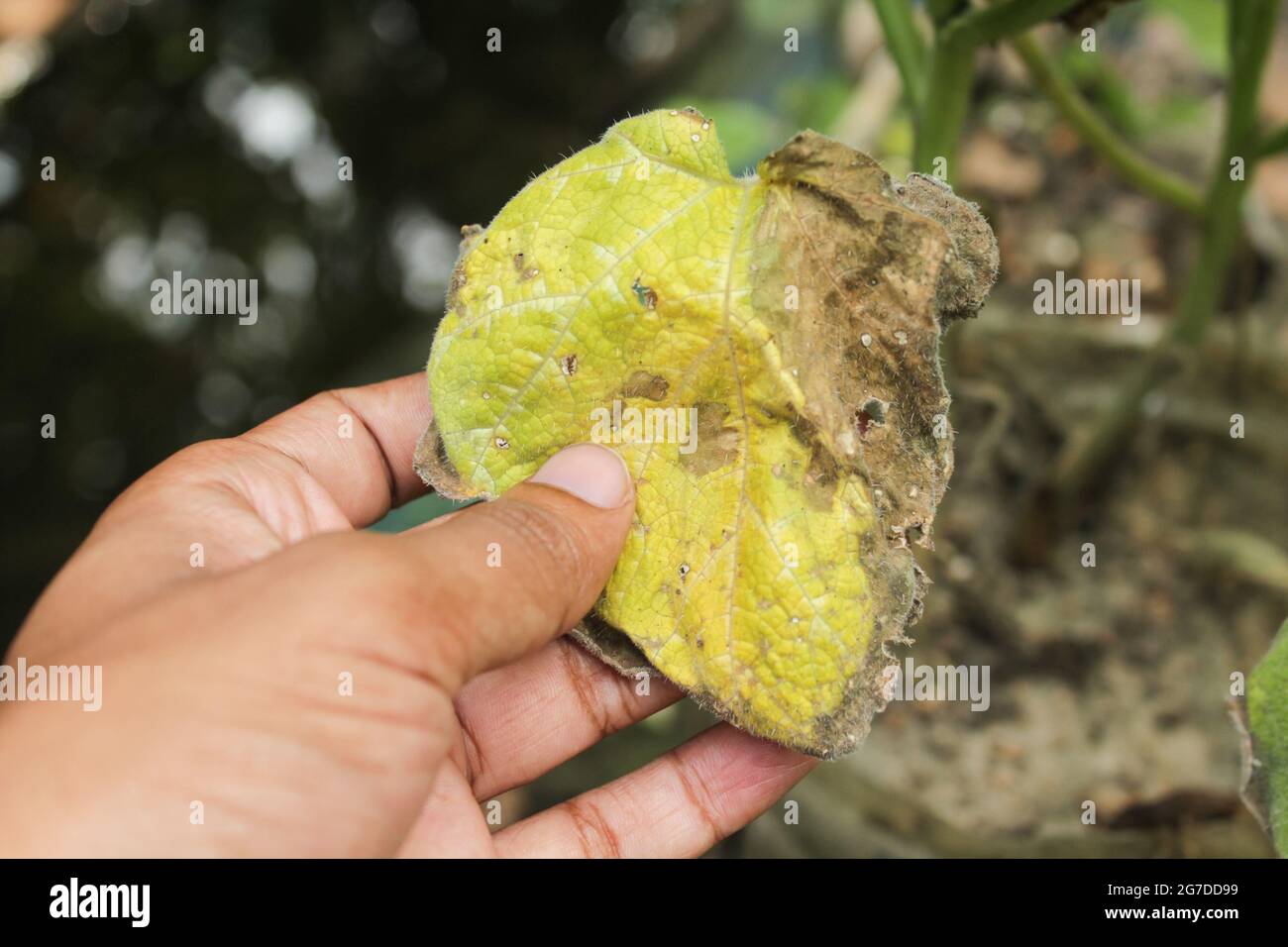 Worm eating leaves hi-res stock photography and images - Alamy
