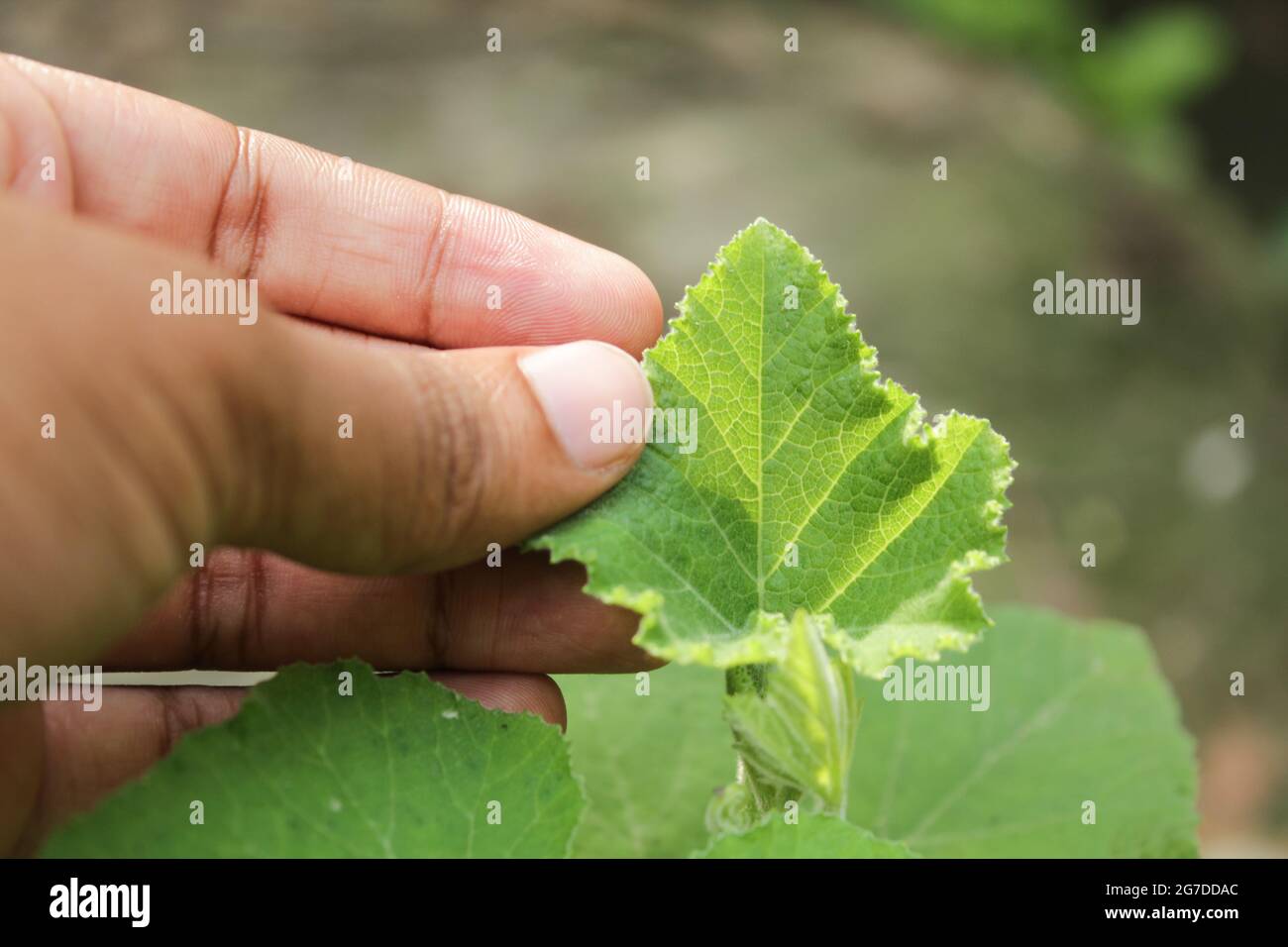 Soil testing field hi-res stock photography and images - Alamy
