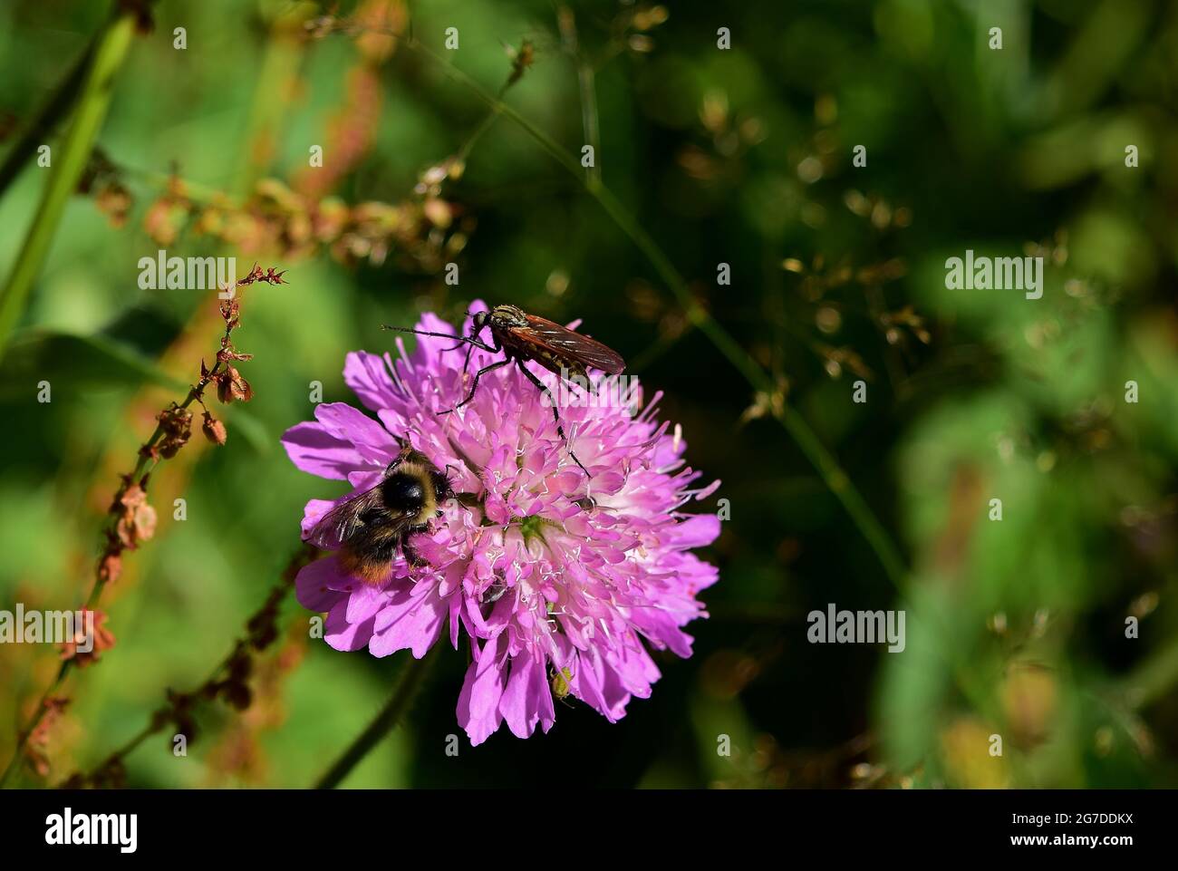 Bee and a fly collecting pollen from a purple flower Stock Photo - Alamy