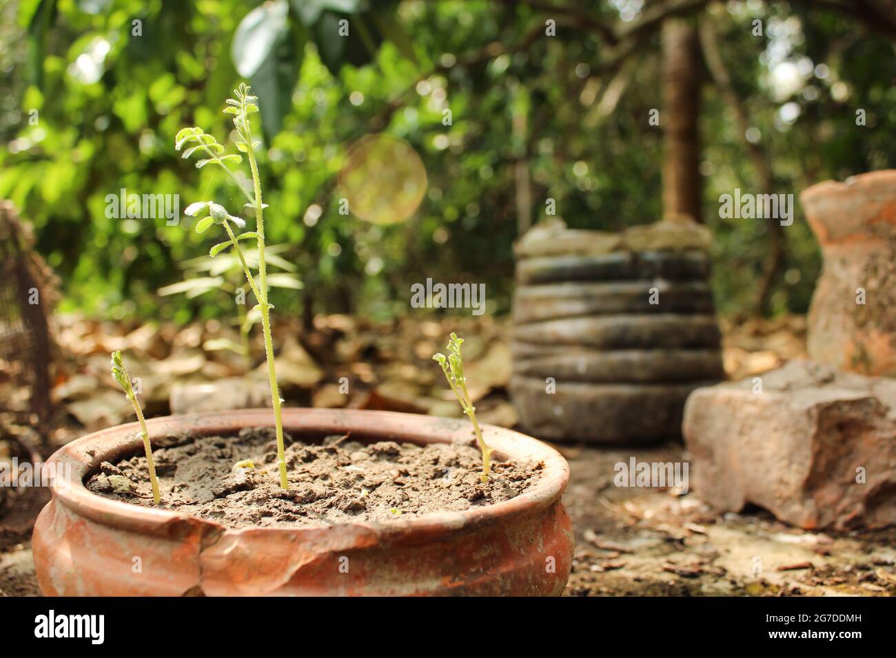 Chickpeas plant,chickpeas plant into the tob Stock Photo - Alamy