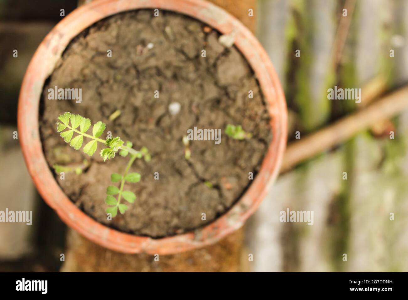 Chickpea plant growing into the pod, pulse plant,top view Stock Photo ...