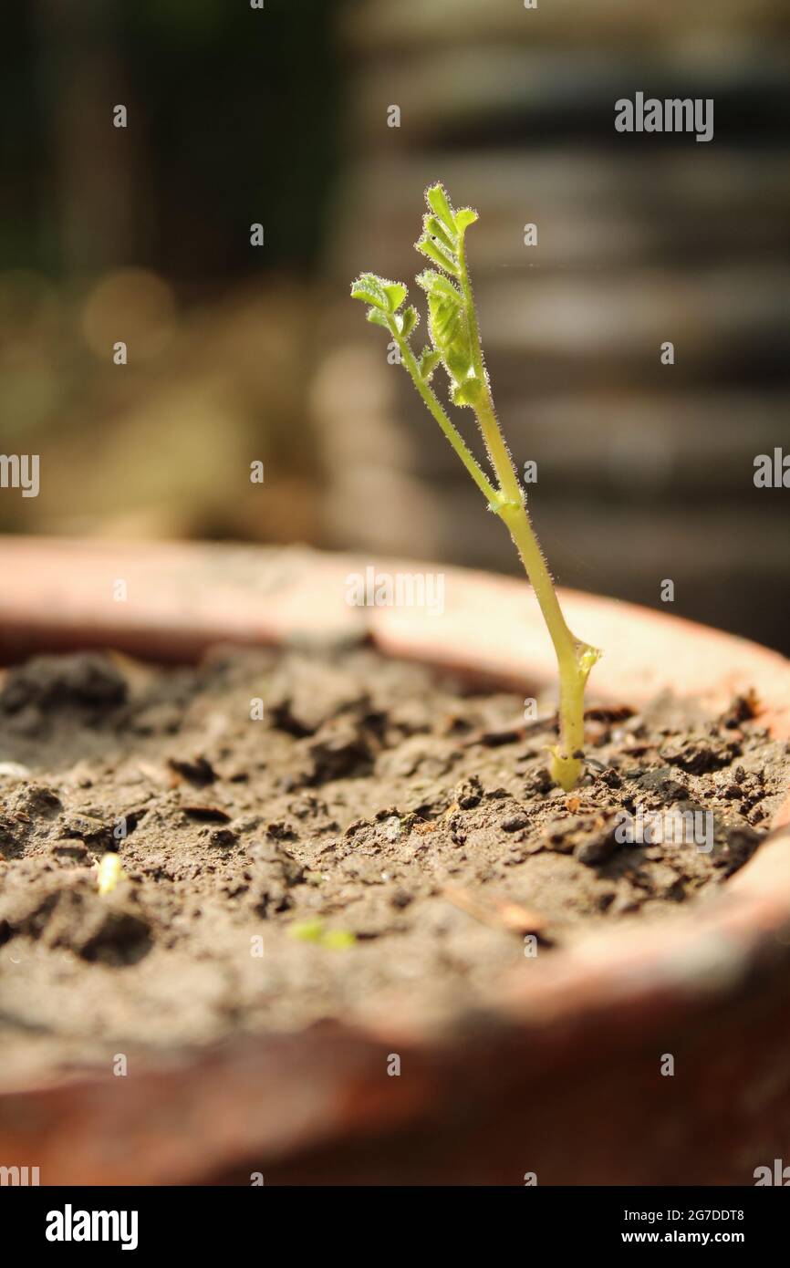 Chickpeas plant,chickpeas plant into the tob Stock Photo - Alamy