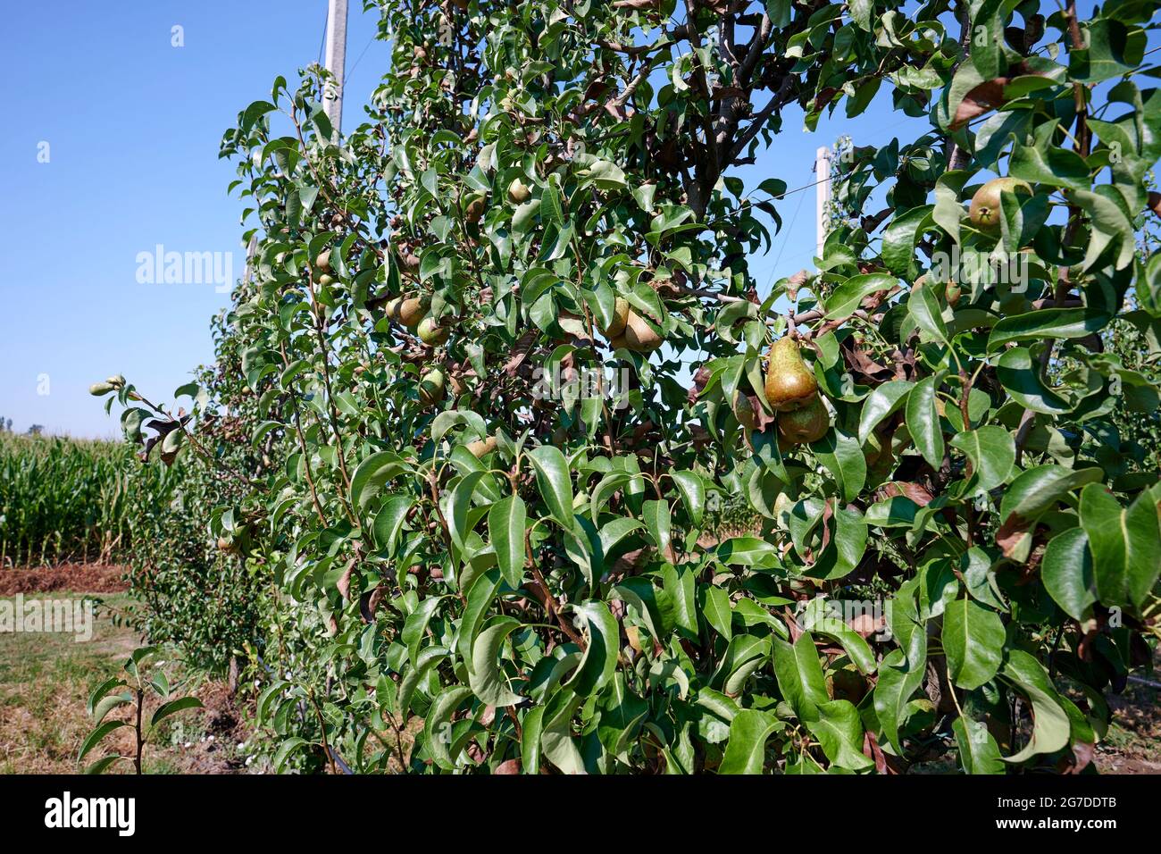 Mirandola (Mo),Italy, cultivation of the pears Stock Photo - Alamy