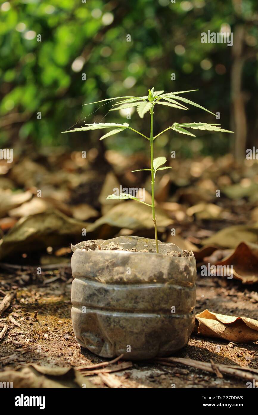 Hemp plant hi-res stock photography and images - Alamy