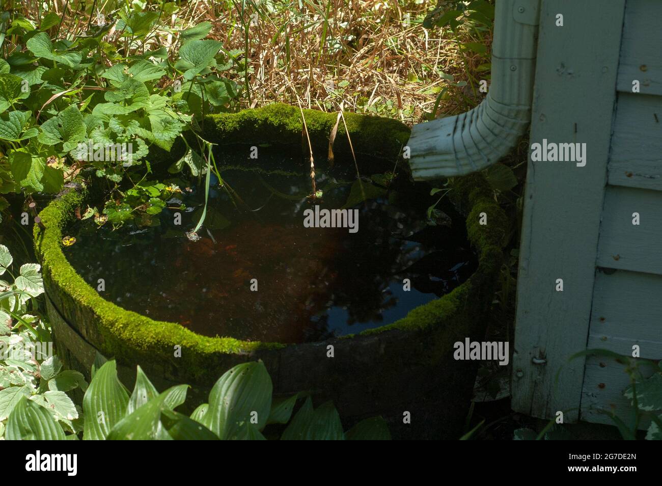 drain pipe and rain barrel Stock Photo - Alamy