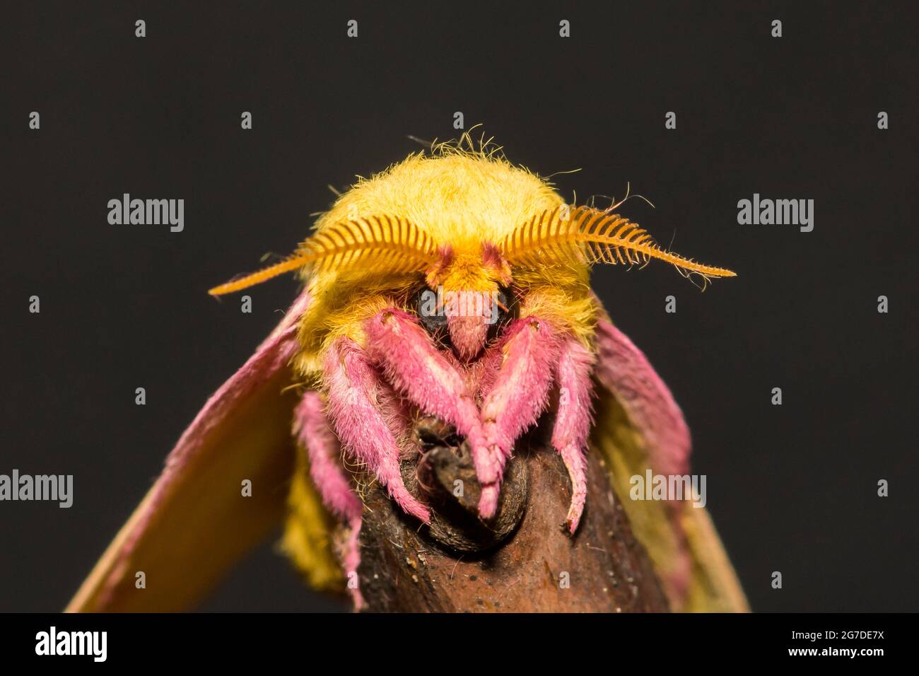 Rosy Maple Moth (Dryocampa rubicunda Stock Photo - Alamy