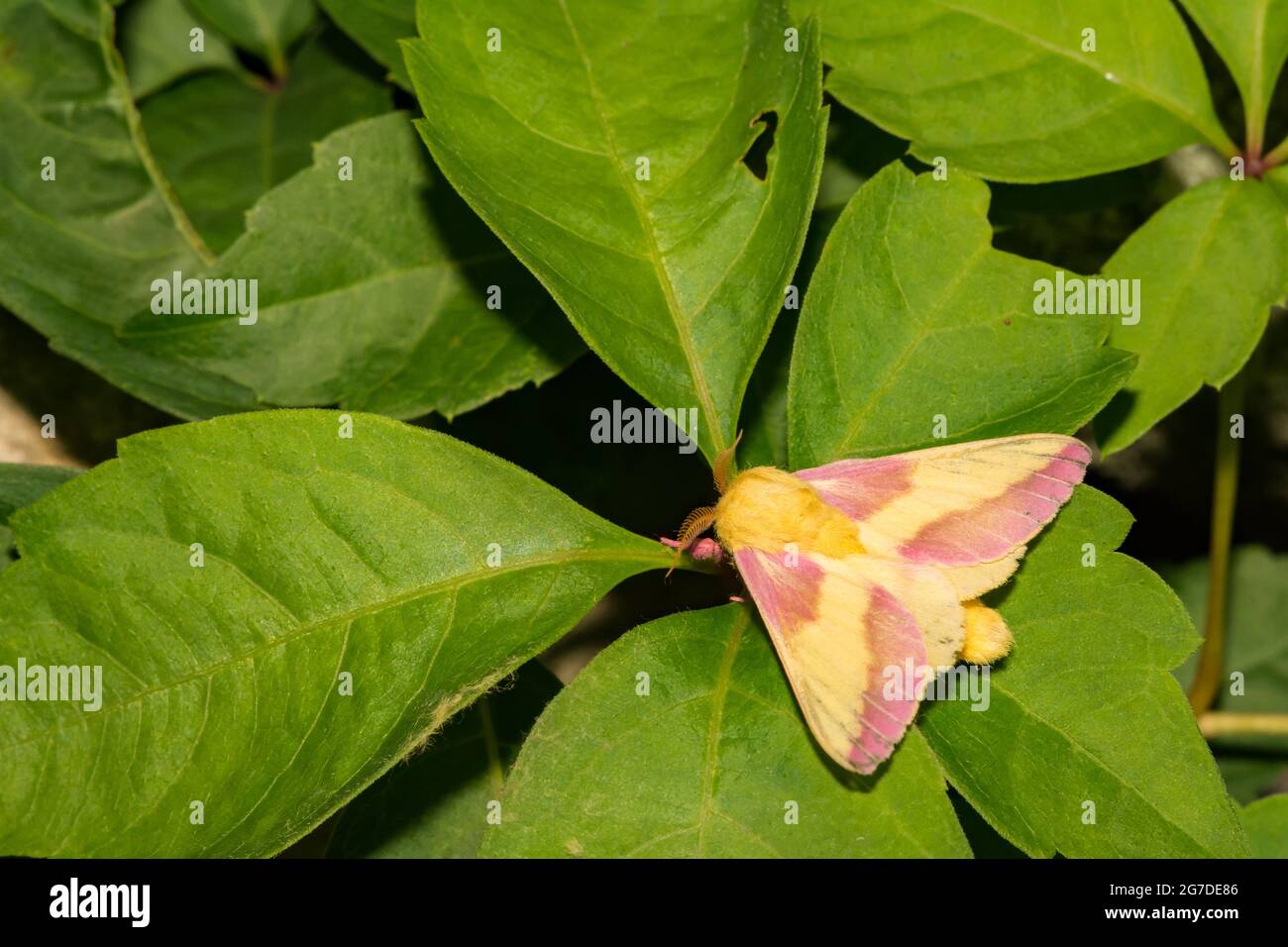 Maple moth hi-res stock photography and images - Alamy