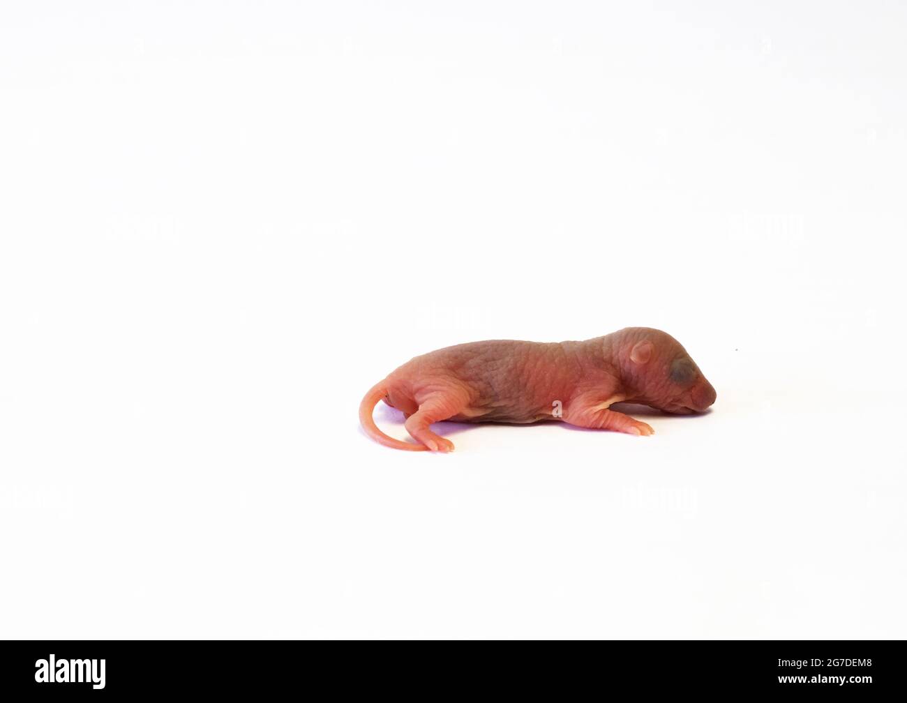 Newborn rat, pink body, no hair yet and eyes still not open. Lying dead ...