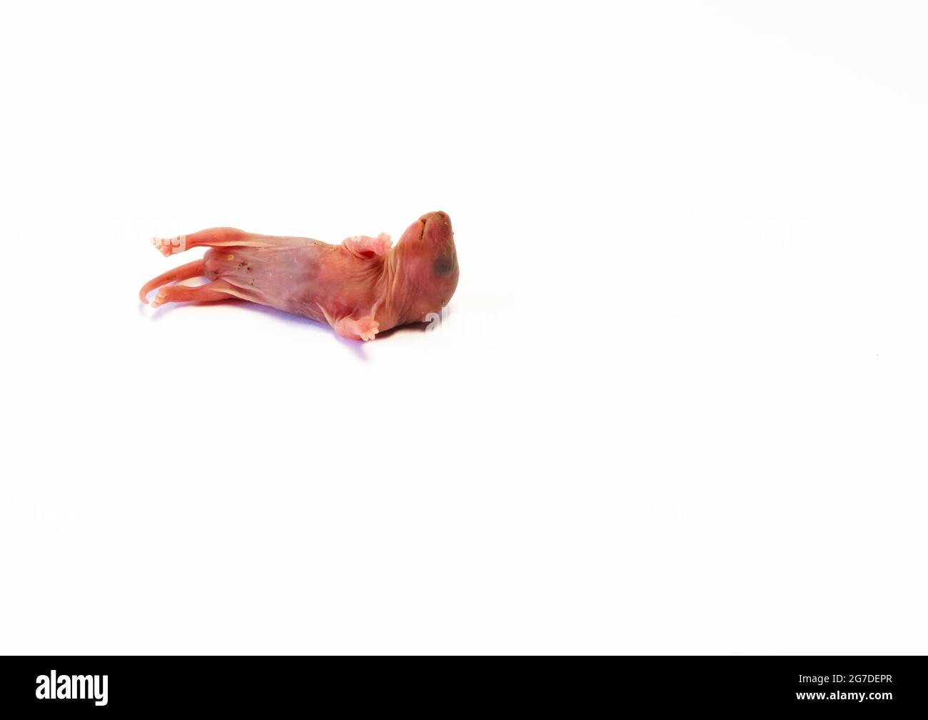Newborn rat, pink body, no hair yet and eyes still not open. Lying dead ...