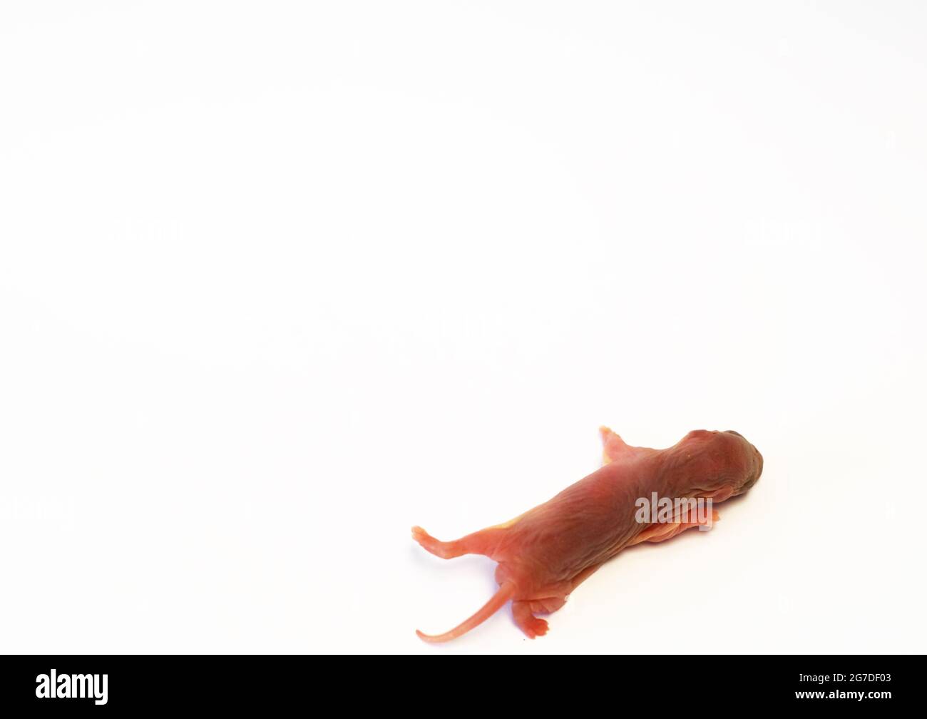 Rat dying Cut Out Stock Images & Pictures - Alamy