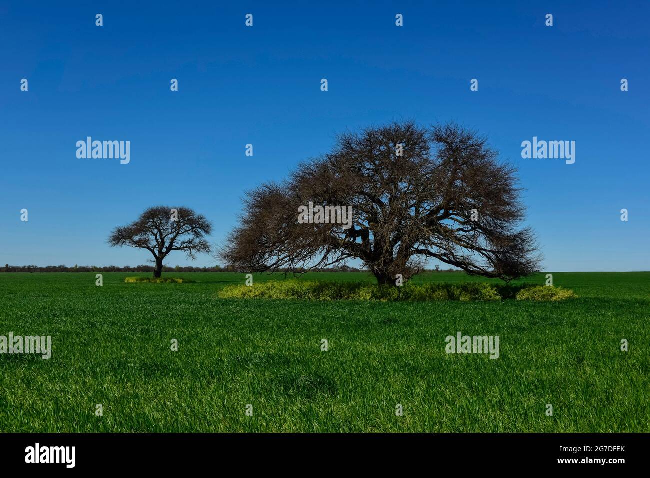 Calden, Prosopis Caldenia) in Pampas landscape, typical tree of the ...
