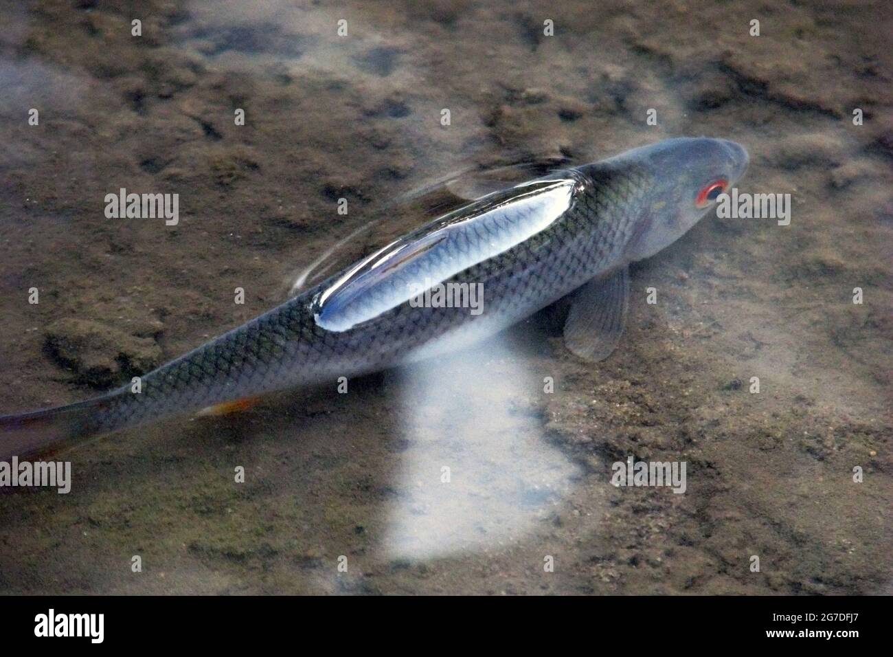 Damage to the fish from human activities. Death of fish in water due to ...